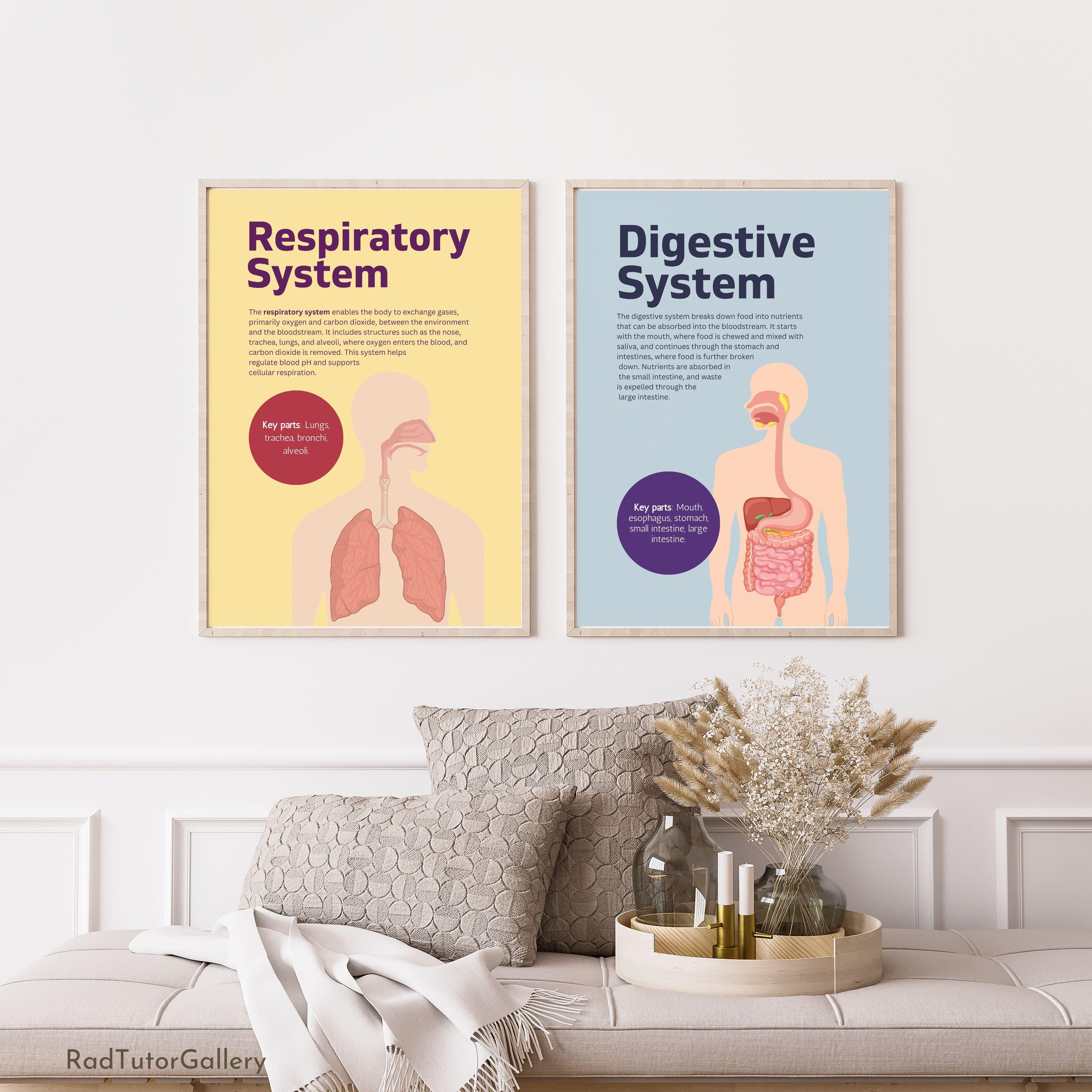 Human Body Systems Classroom Posters, Digestive Respiratory System ...