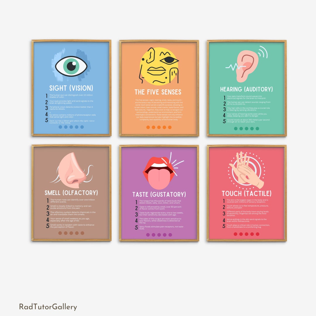 The Five Senses Posters, Science Classroom Decor, Biology Class Posters ...