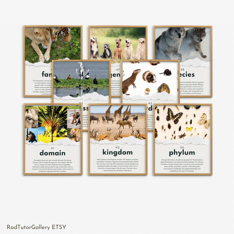 Animal Classifications, Ecology Posters, High School Science Classroom ...