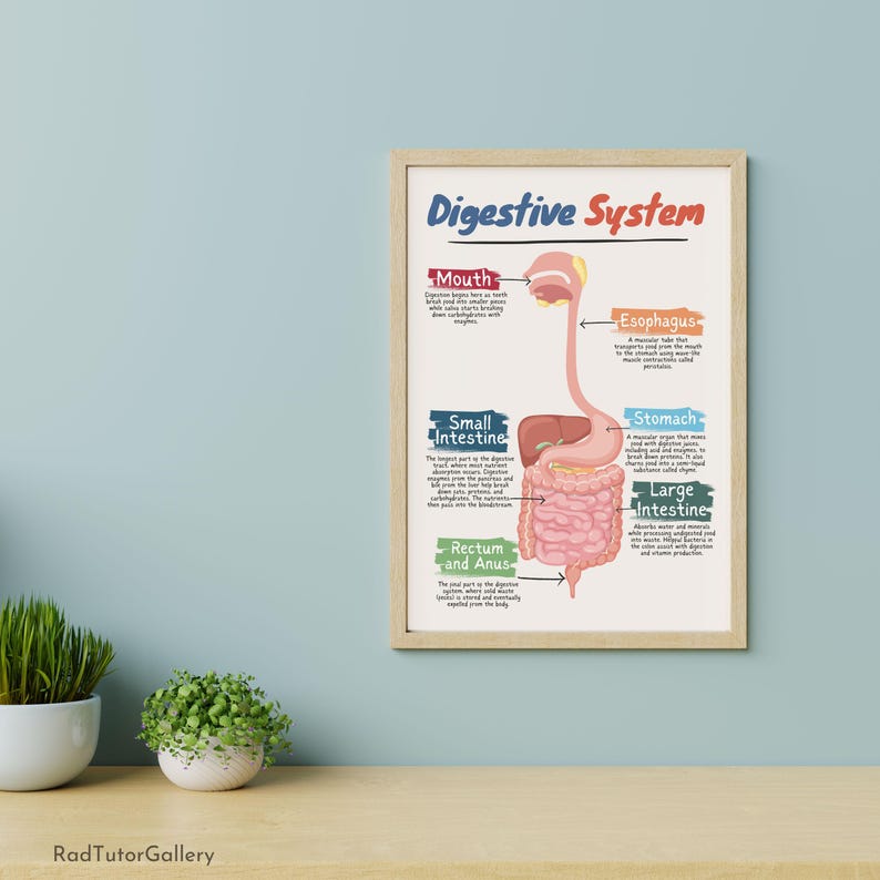 Digestive System Print, Anatomical Poster, Digestive Tract Anatomy Art ...