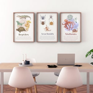 Animal Kingdom Posters, Animals Ecology Posters, High School Science ...