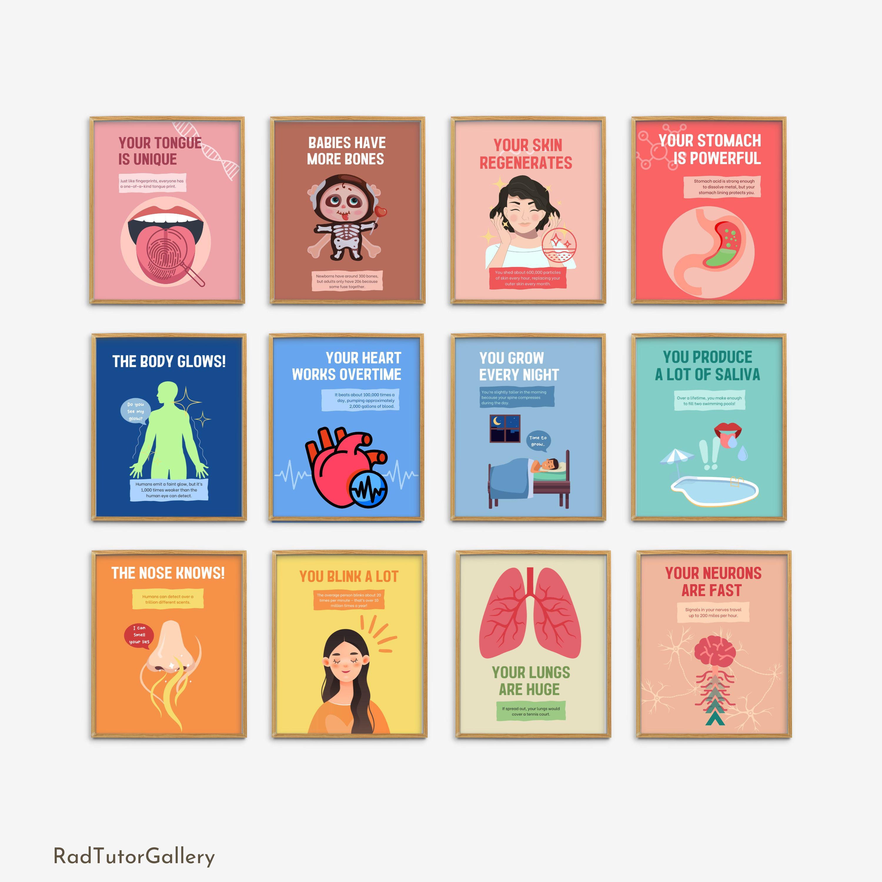 Human Body Fun Facts Classroom Poster Set of 12, Science Classroom ...