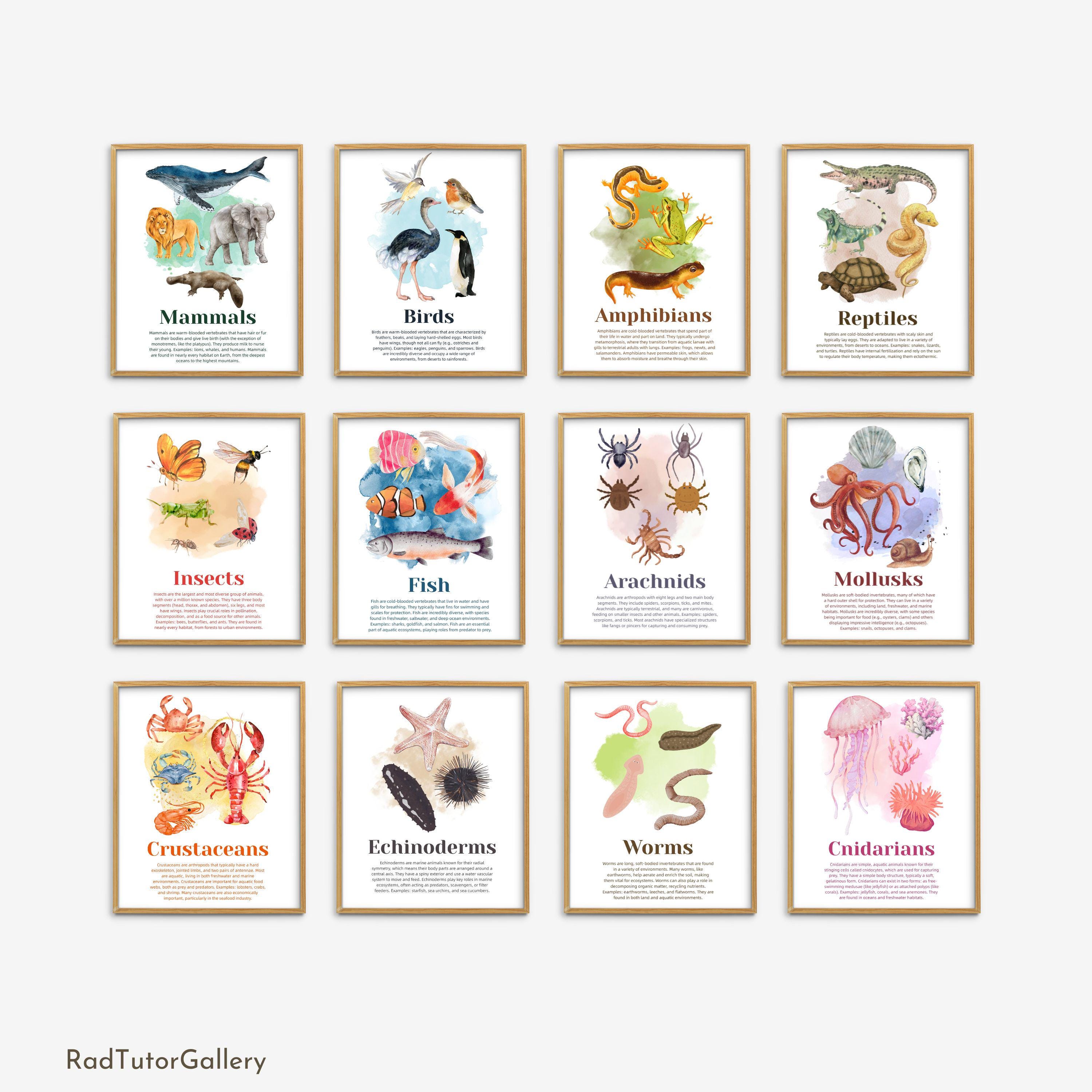 Animal Kingdom Posters, Animals Ecology Posters, High School Science ...