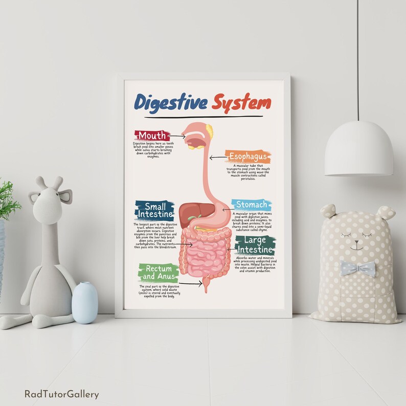 Digestive System Print, Anatomical Poster, Digestive Tract Anatomy Art ...