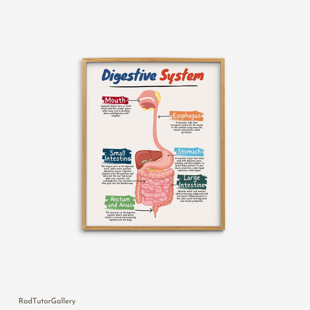 Digestive System Print, Anatomical Poster, Digestive Tract Anatomy Art ...