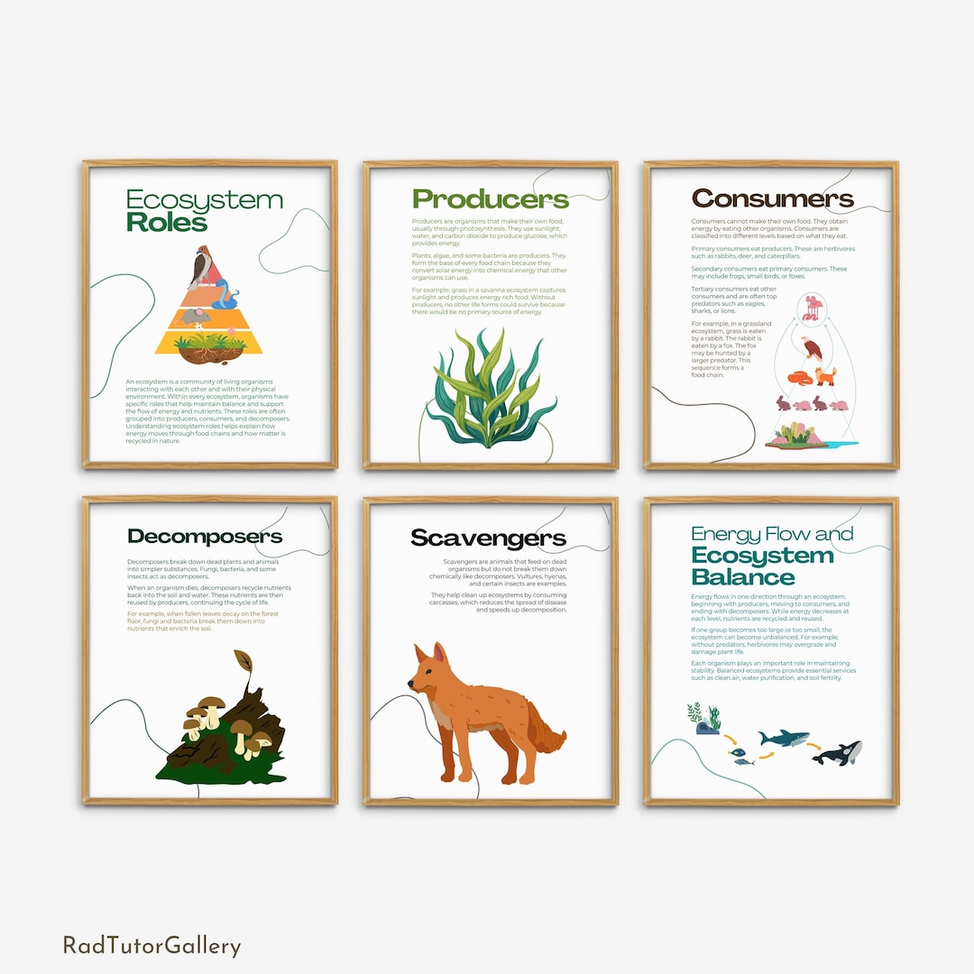 Ecosystem Roles Prints, Ecology Posters, High School Science, Science ...