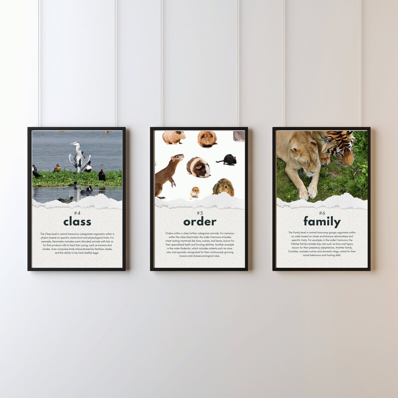 Animal Classifications, Ecology Posters, High School Science Classroom ...