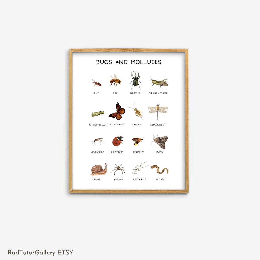 Educational Bugs Poster, Insects Print, Printable Wall Art, Montessori ...