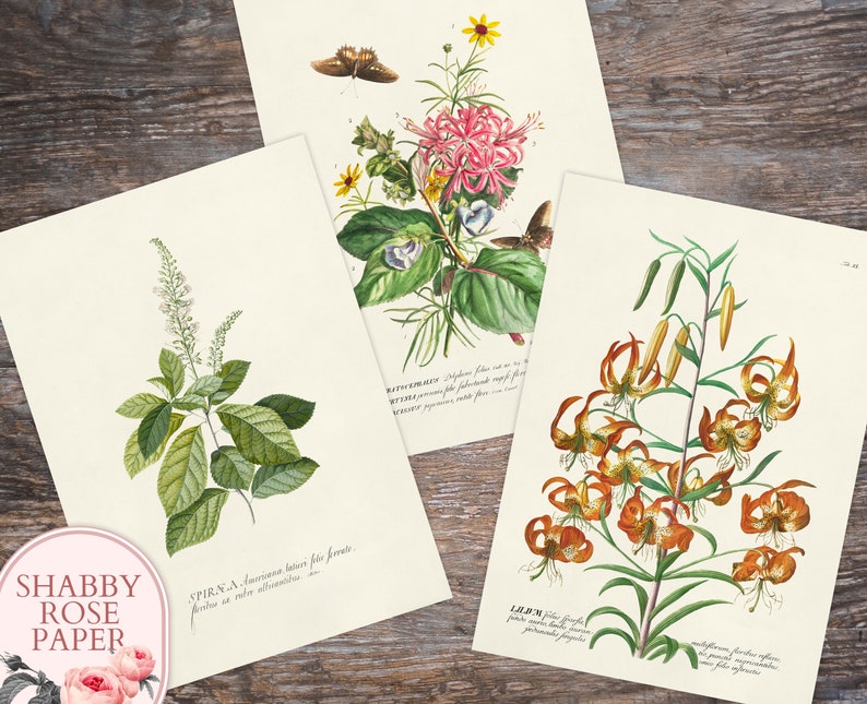 Set of 20 Vintage Botanical Prints. Printable Botanical Art. - Etsy