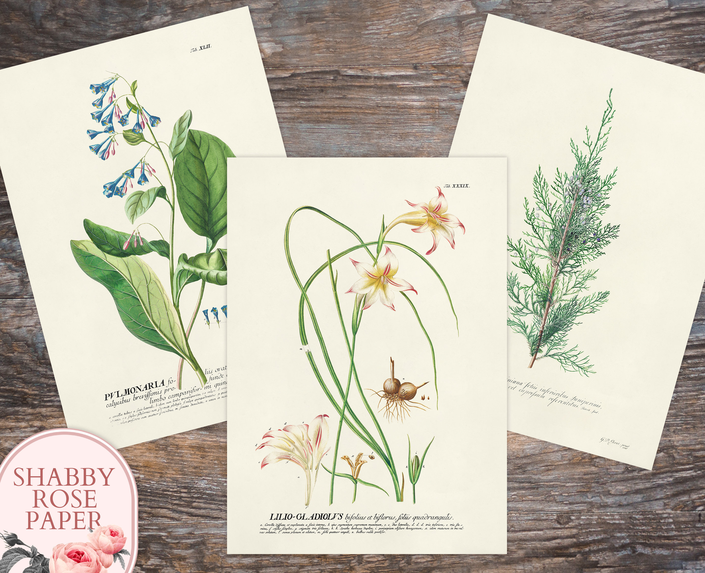 Set of 20, Vintage Botanical Prints. Printable Botanical Art. Botanical ...