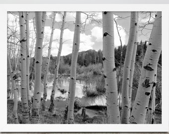 Aspen Tree Framed Art - Etsy