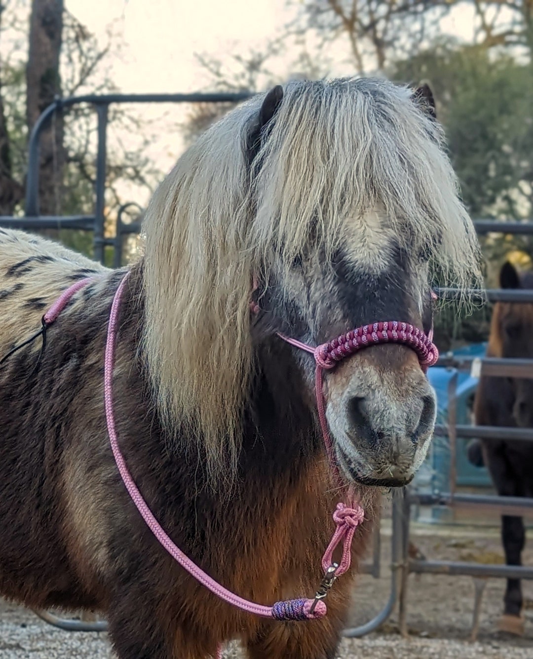 Miniature Horse and Pony LEAD ROPE With PARACORD Wrap 4ft -12ft Custom ...