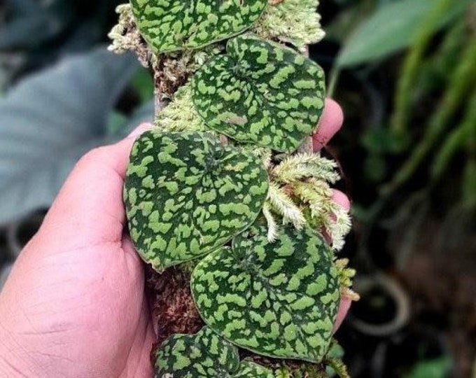 Scindapsus Snake Scale Rooted Cutting - Etsy