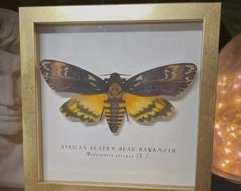 Death Moth Shadow Box - Etsy