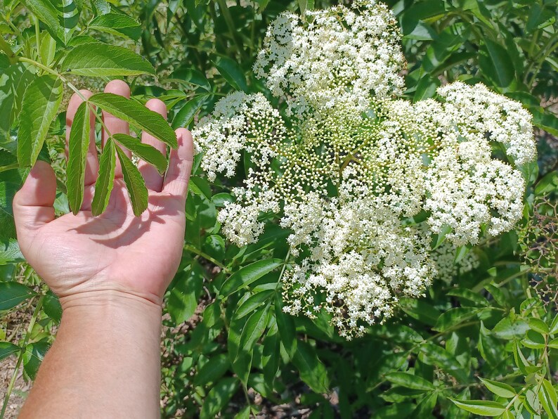 Elderberry Cuttings ** Native to America ** - Etsy