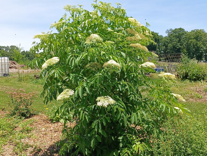 Elderberry Cuttings ** Native to America ** - Etsy