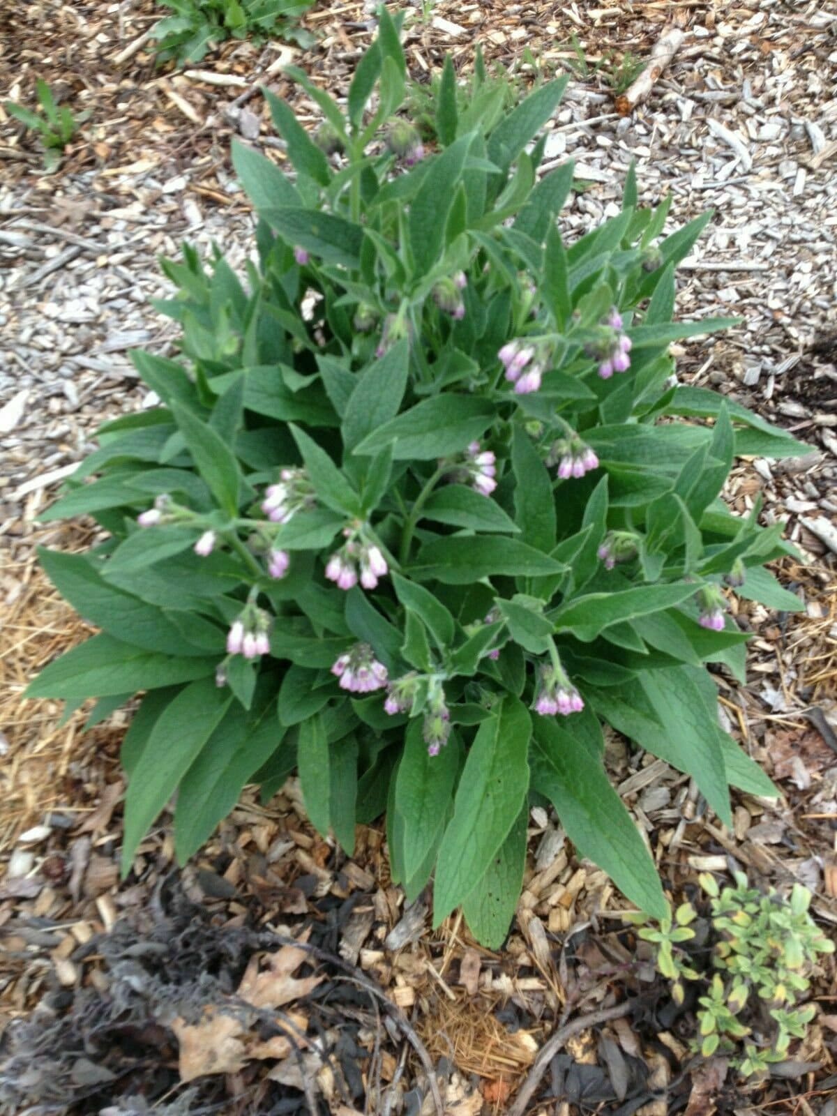 Comfrey Root Cuttings ***** Naturally Grown ***** - Etsy