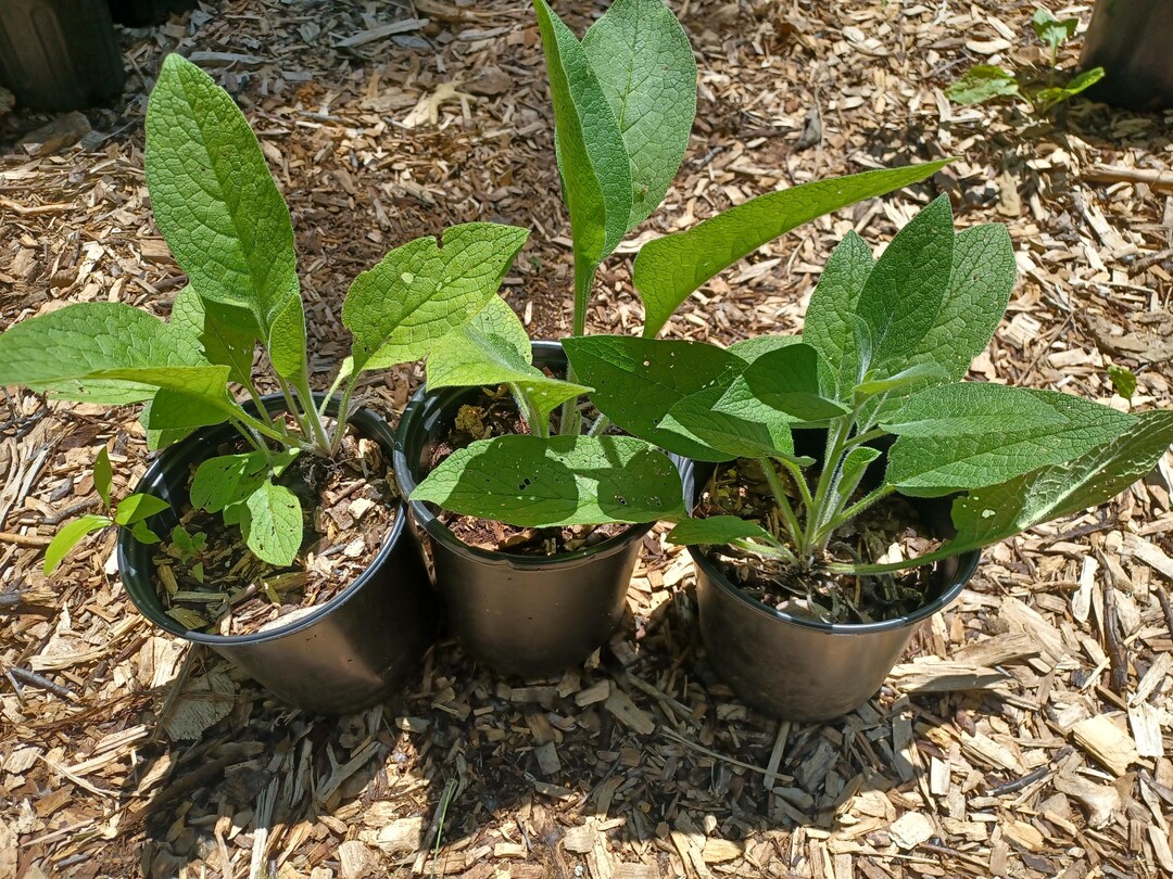 Comfrey Plants 1+ Year Old (crowns) ** Naturally Grown ** - Etsy