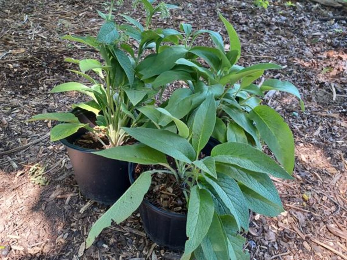 Comfrey Plants 3+ Year Old (crowns) ** Naturally Grown ** - Etsy