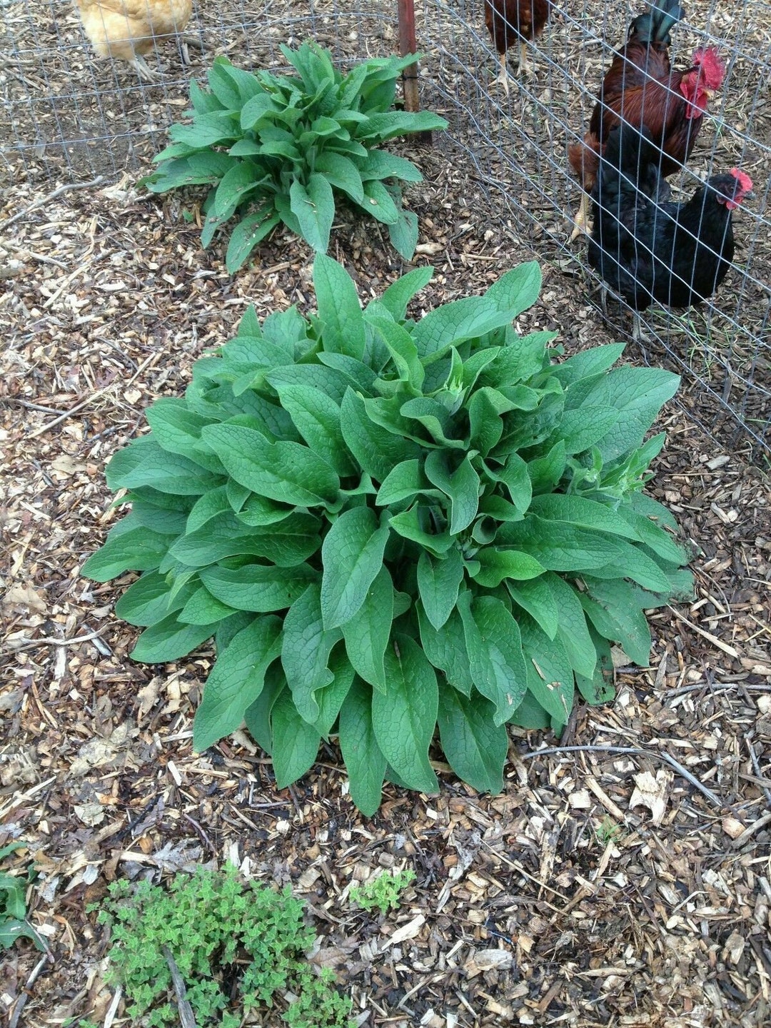 Comfrey Root Cuttings ***** Naturally Grown ***** - Etsy