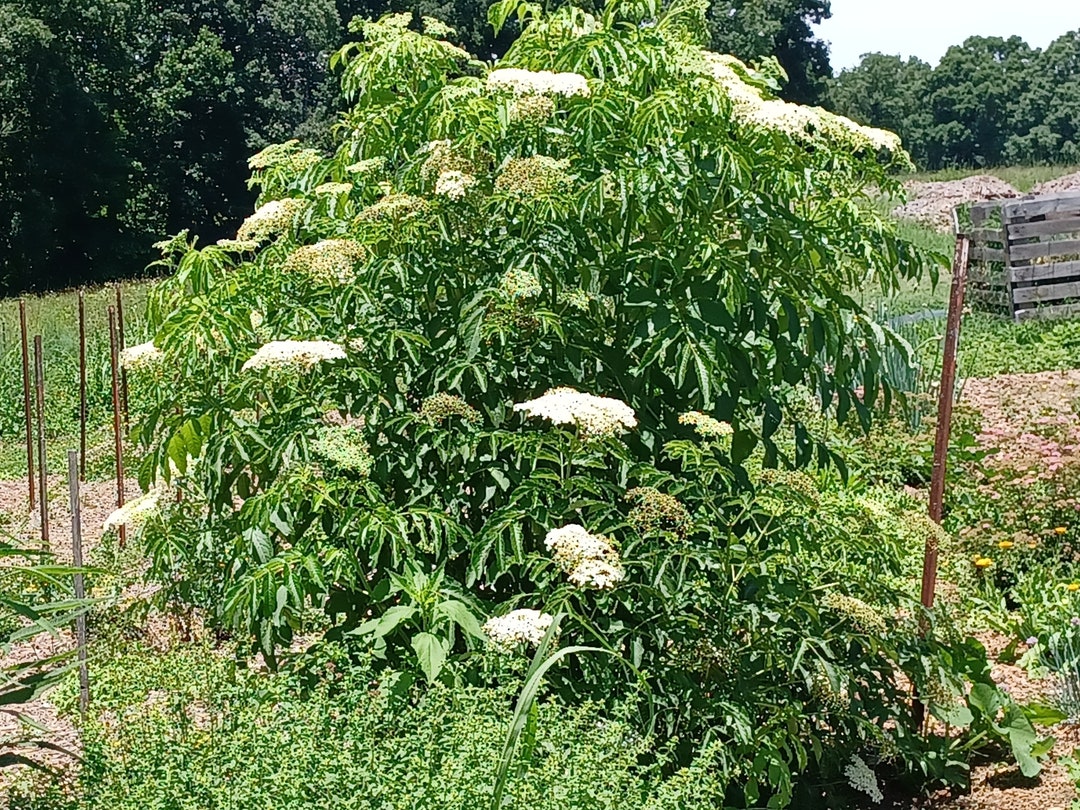 Elderberry Cuttings ** Native to America ** - Etsy