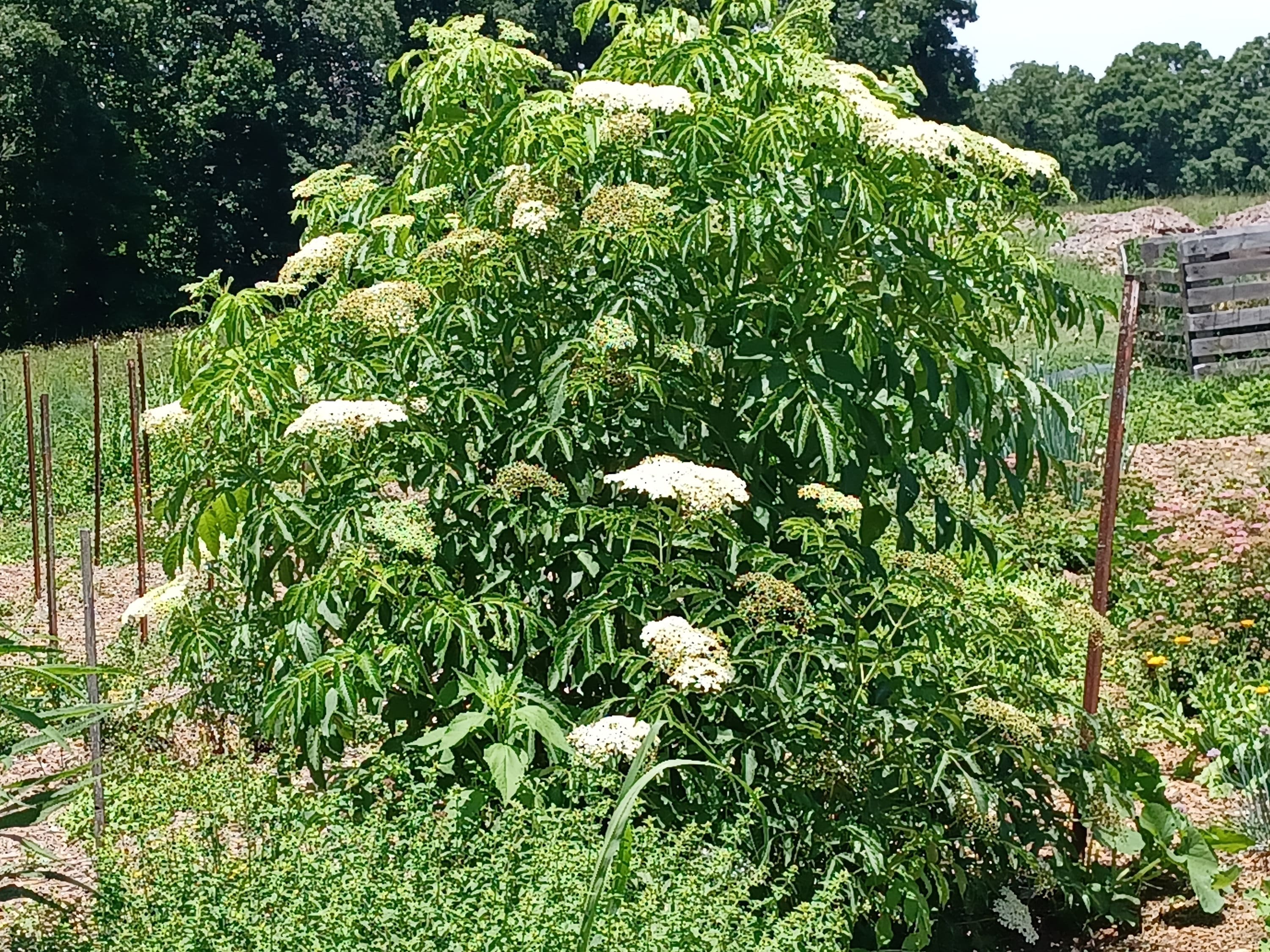Elderberry Cuttings ** Native to America ** - Etsy