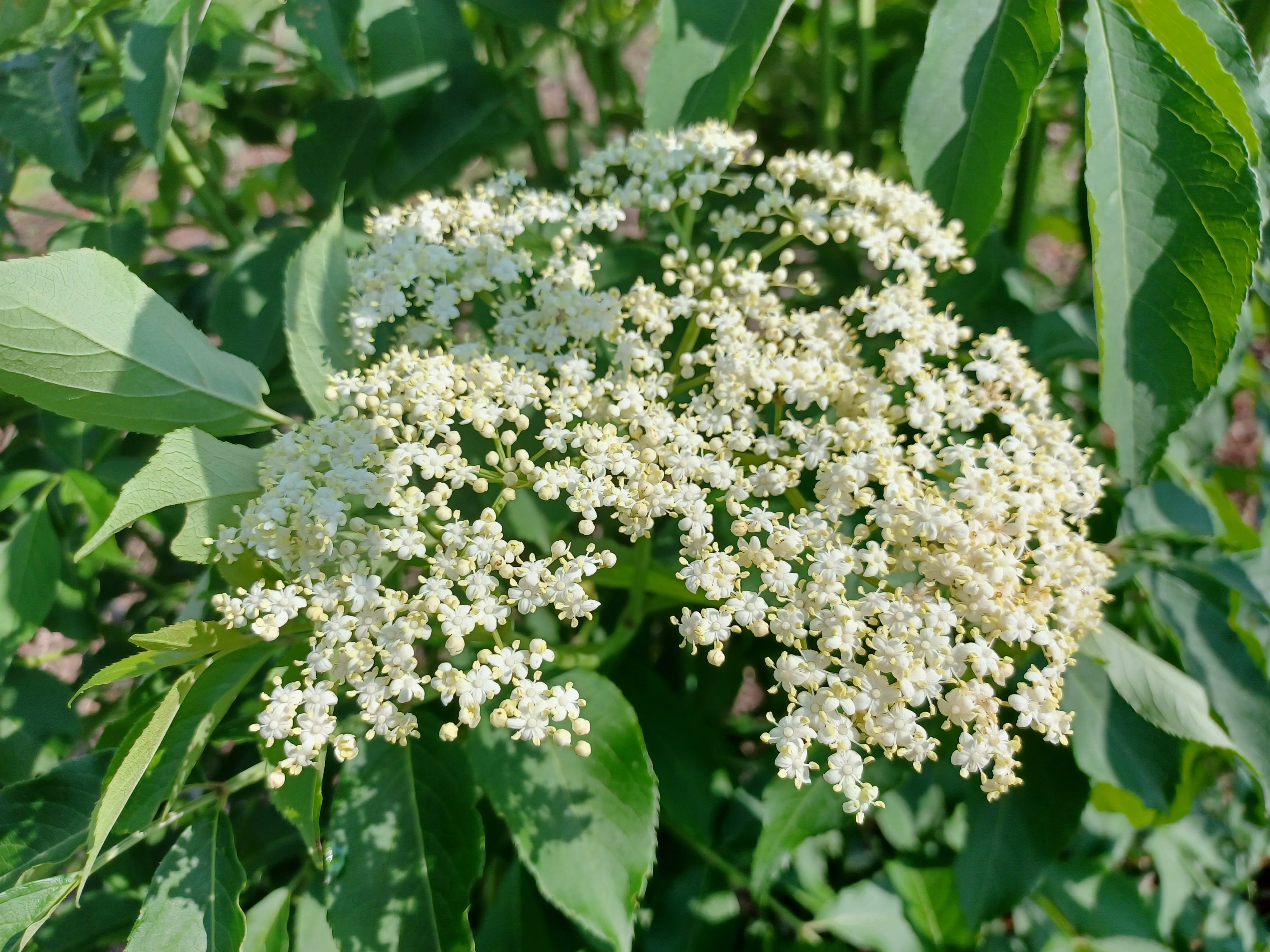 Elderberry Cuttings ** Native to America ** - Etsy
