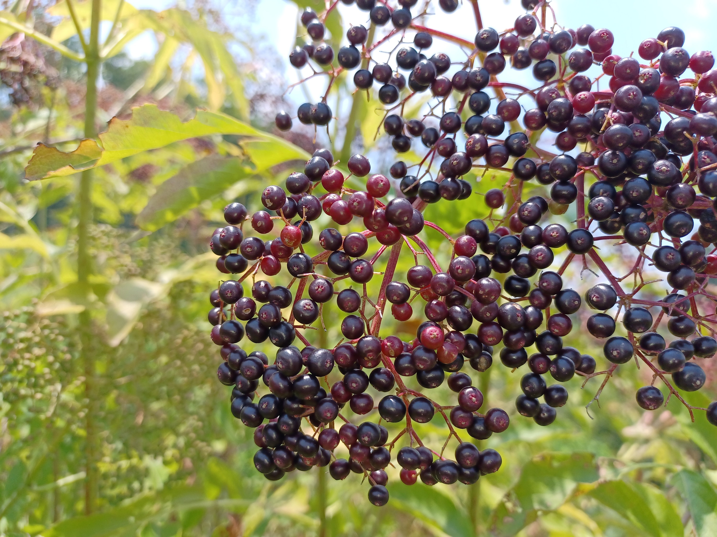 Elderberry Cuttings ** Native to America ** - Etsy