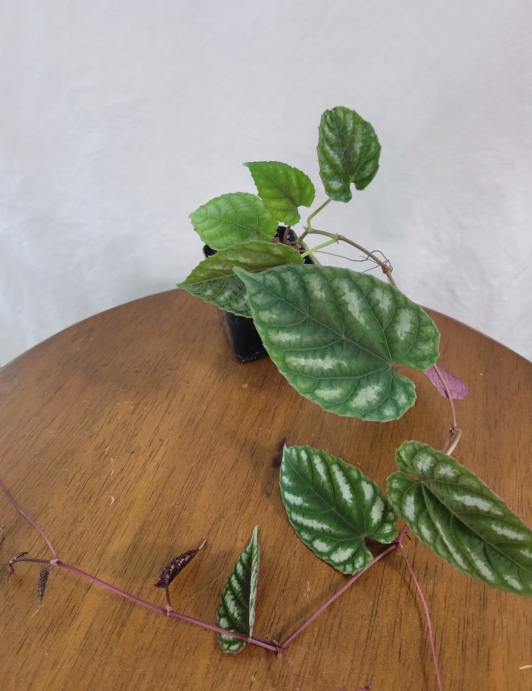 Cissus Discolor - Plug - Etsy