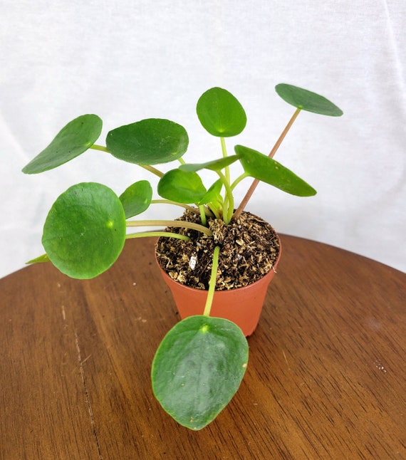Chinese Money Plant pilea Peperomioides - Etsy