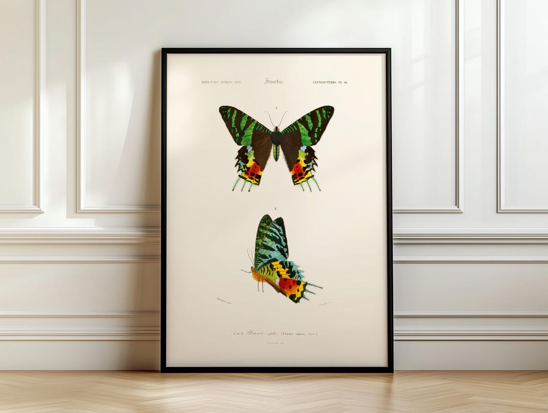 Butterfly Wall Art, Madagascan Sunset Moth (urania Riphaeus), Charles D ...