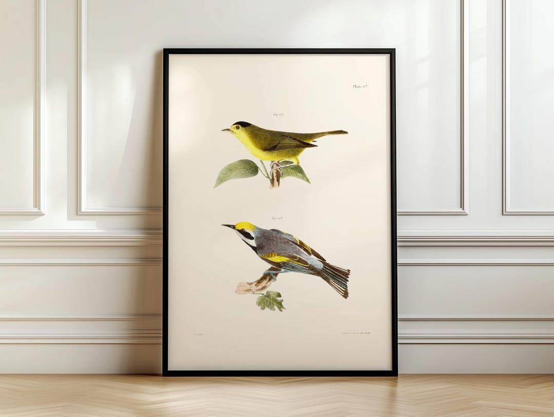 Vintage Birds Wall Art, the Gren Black-capped Warbler & the Golden ...
