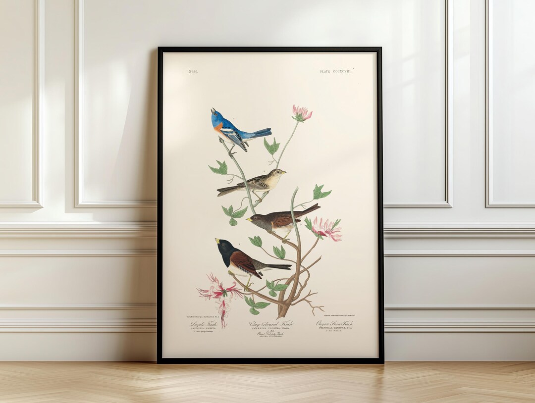 Birds Wall Art, Lazuli Finch, Clay-coloured Finch, Oregon Snow Finch ...