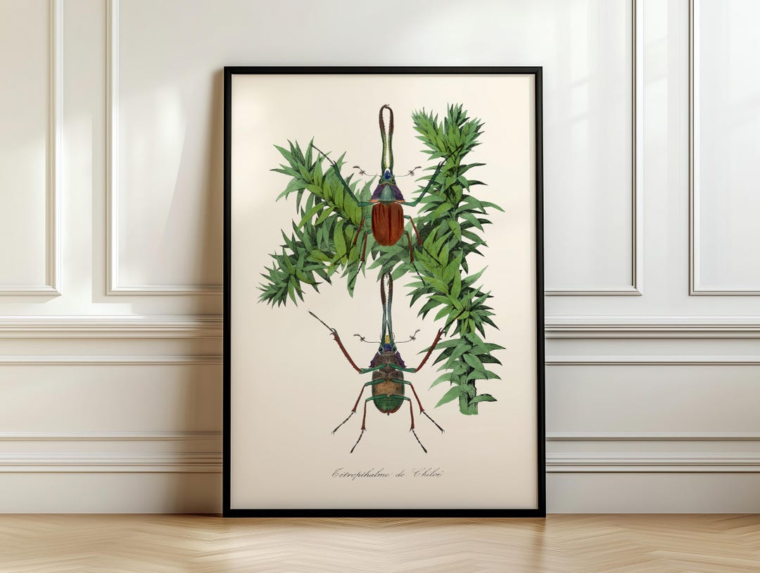 Beetle Wall Art, Stag Beetle Print, Paul Gervais, Ship From Uk/us/eu ...