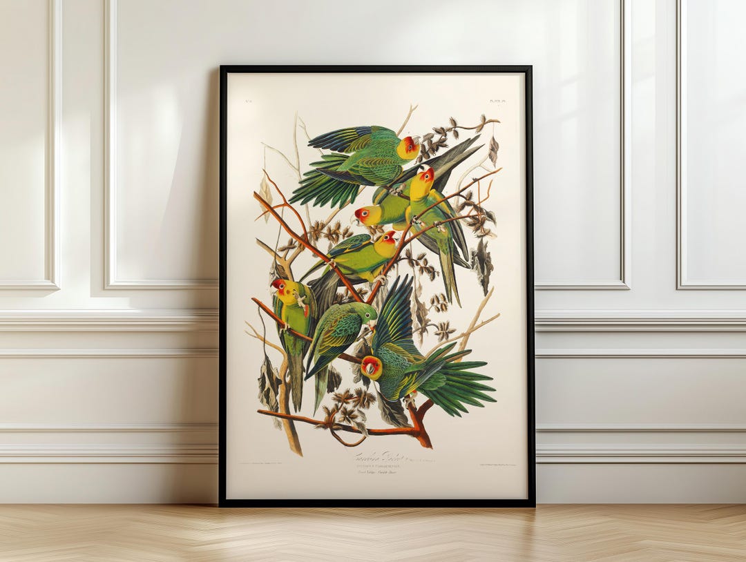 Audubon Birds Print - Carolina Parrot From Birds (1827) by John James ...