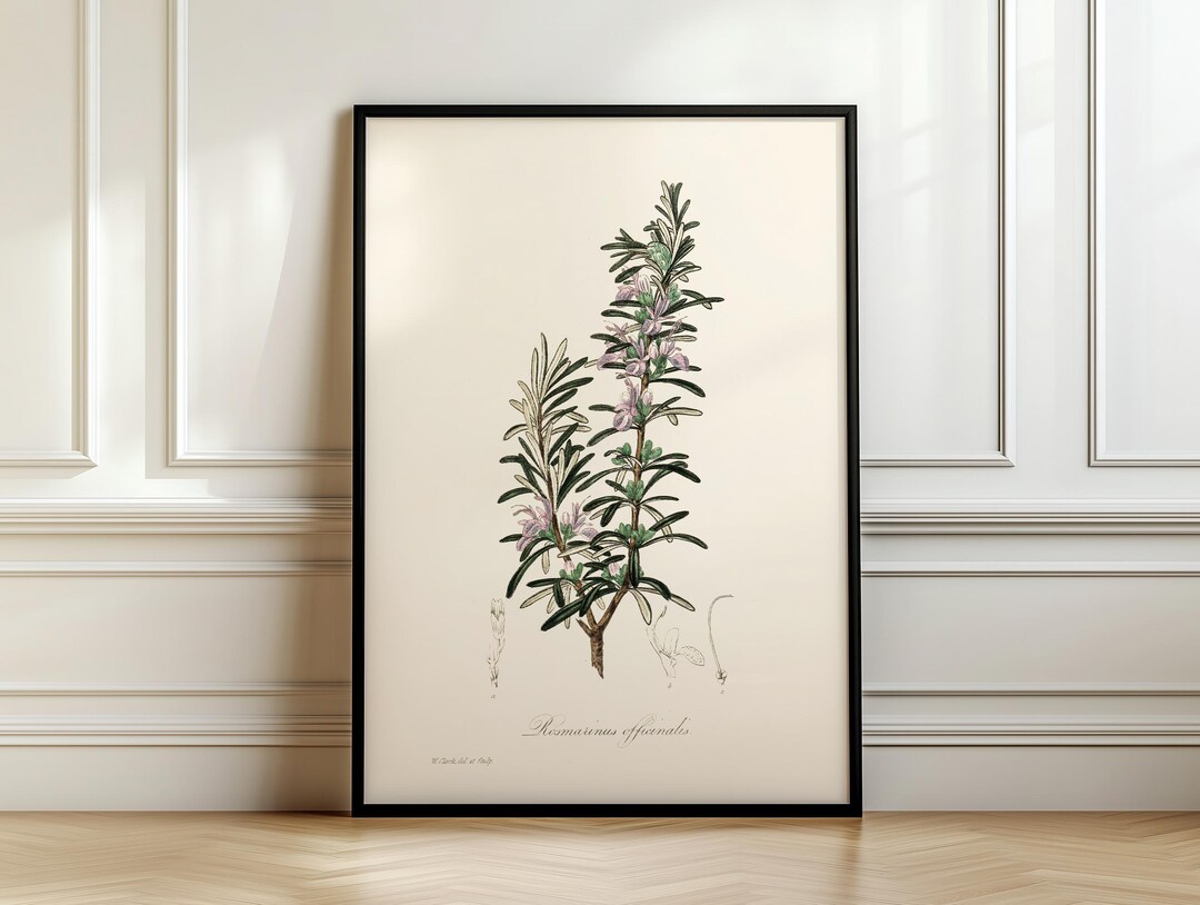 Rosemary Wall Art, Medical Plant Wall Art, (rosmarinus), Medical Botany ...