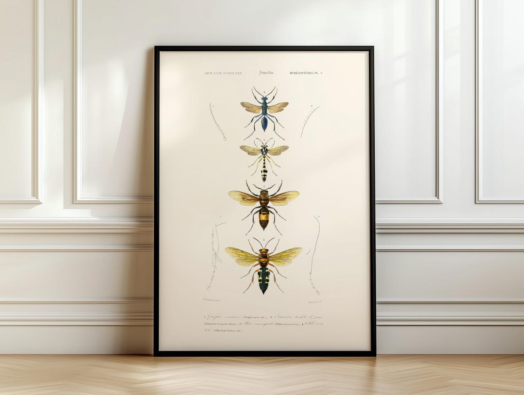 Wasps Print, Different Types of Wasps, Charles Dessalines D' Orbigny ...