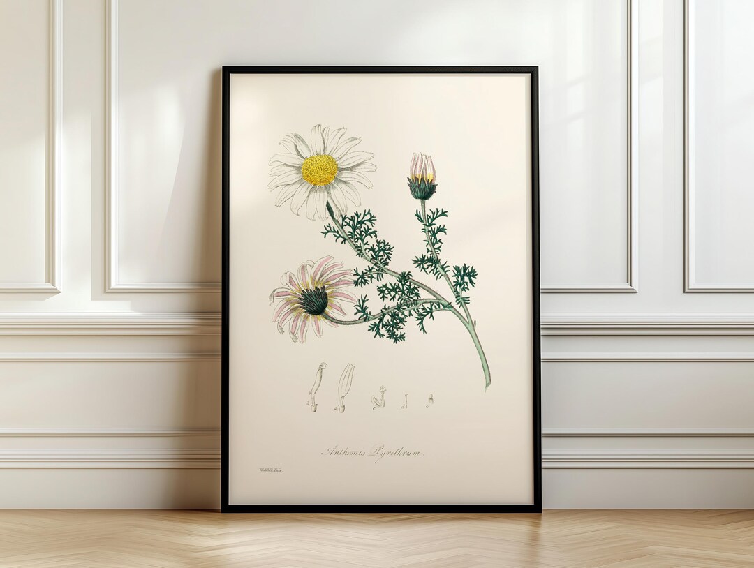 Daisy Print, Medical Plant Wall Art, Mount Atlas Daisy (anthemis ...