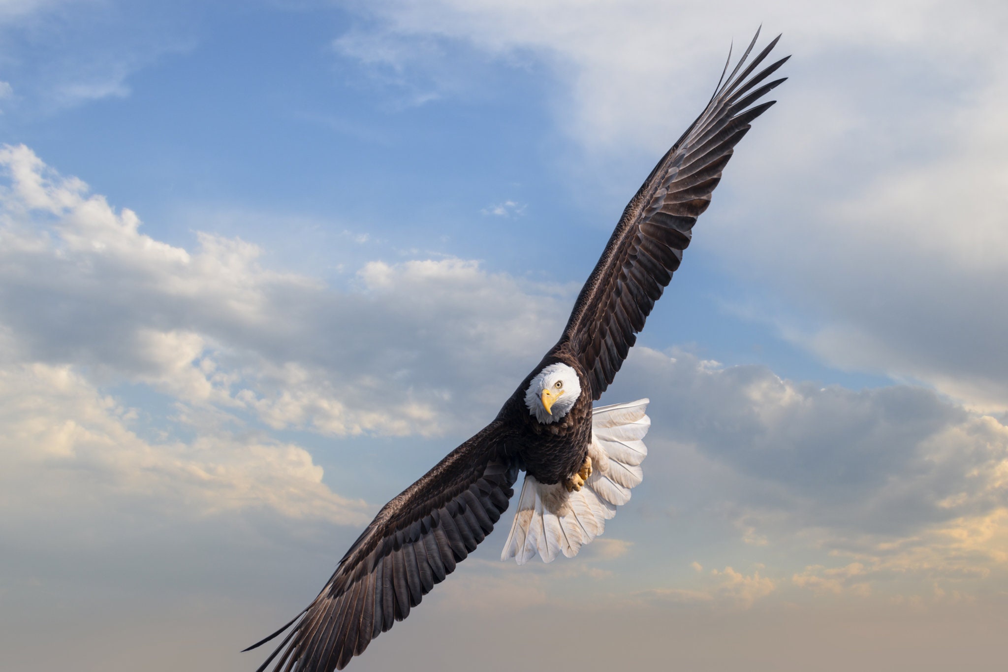 Bald Eagle 13 - Etsy