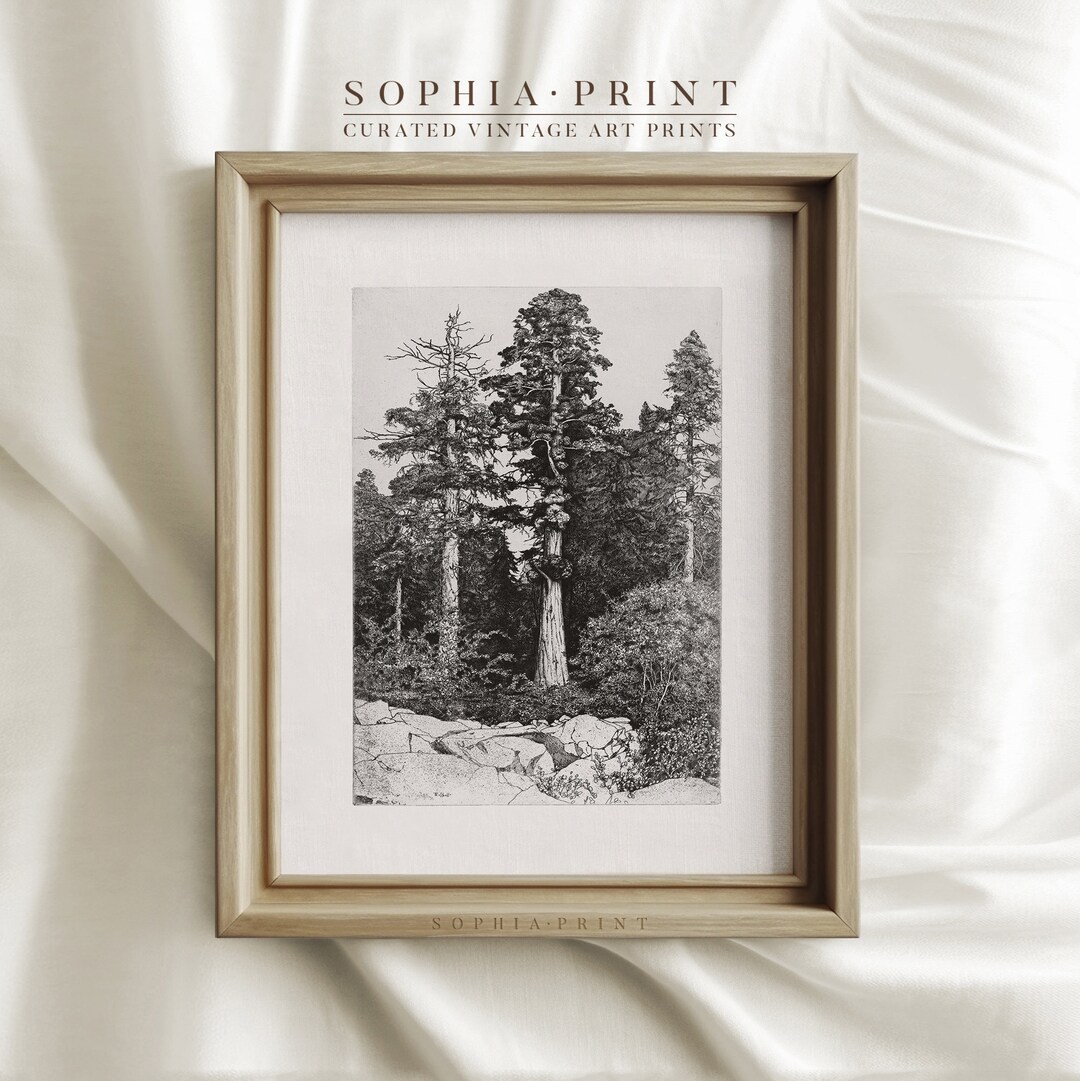 Vintage Trees Print, Trees Etching, Vintage Drawing, Landscape Sketch ...