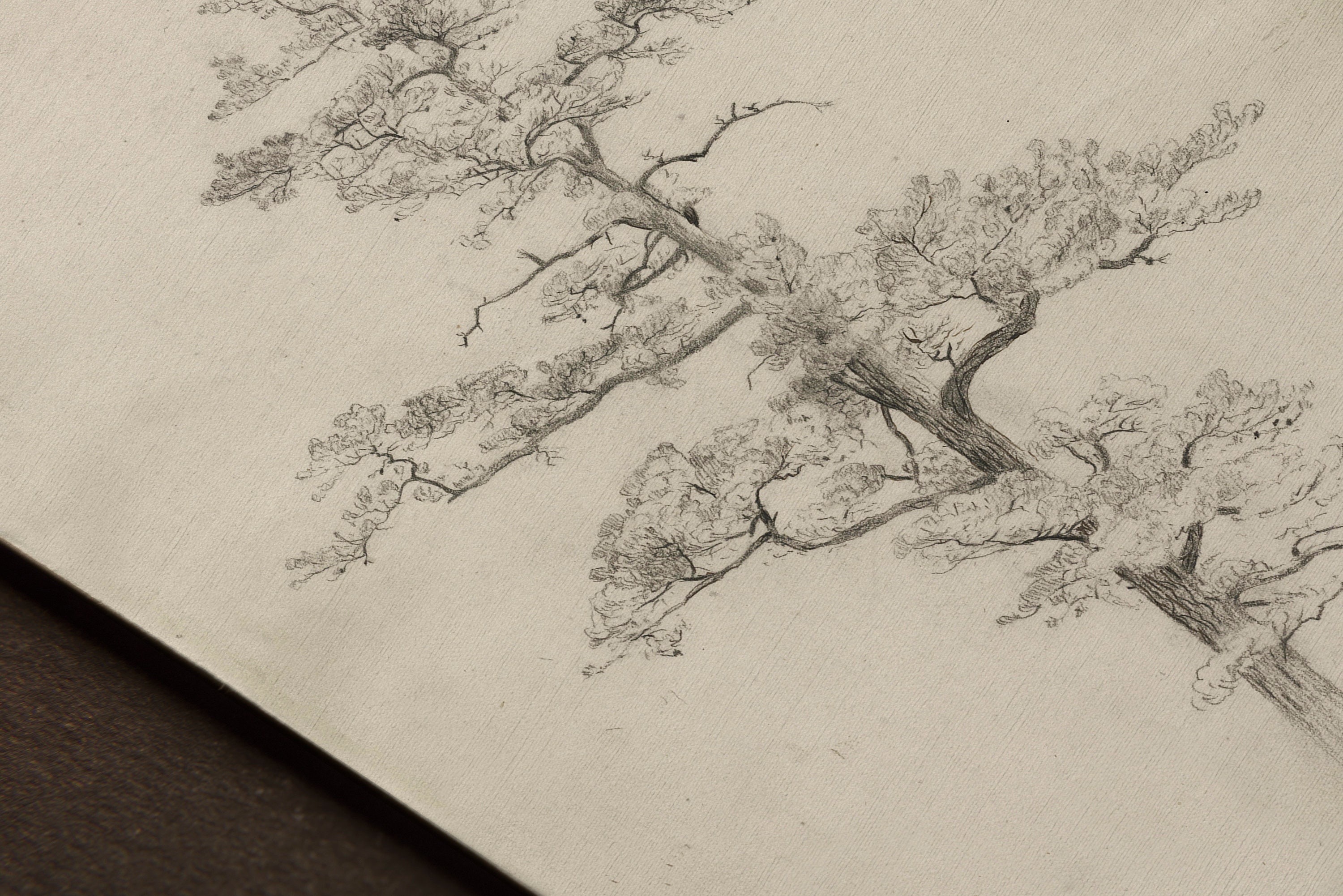 Vintage PRINTED Art, Rustic Tree Sketch, Botanical Drawing, Neutral ...