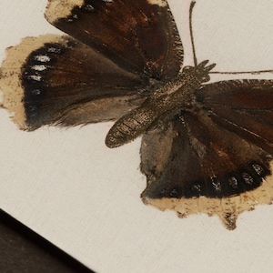 Vintage Neutral Butterfly Print, Dark Moody Insect Wall Art, Animal ...