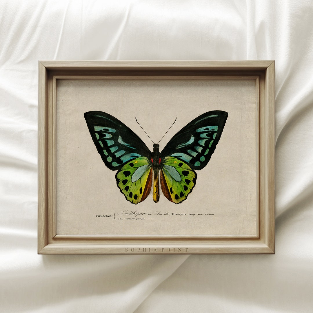 Green Butterfly, Two Tone Butterfly , Papillonides, Mailed Print ...