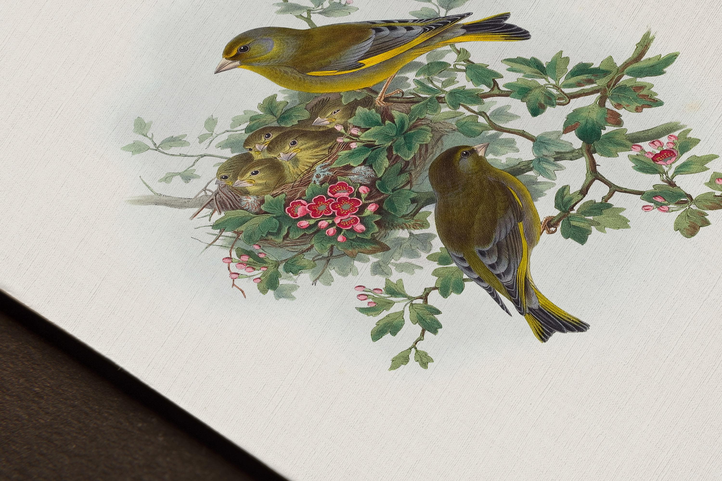 Bird and Eyrie Painting Art Print, Birds and Nestinges Art Print ...