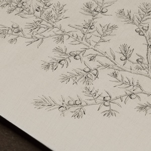 Olive Branch Etching Print, Vintage Neutral Sketch Wall Art, Beige ...
