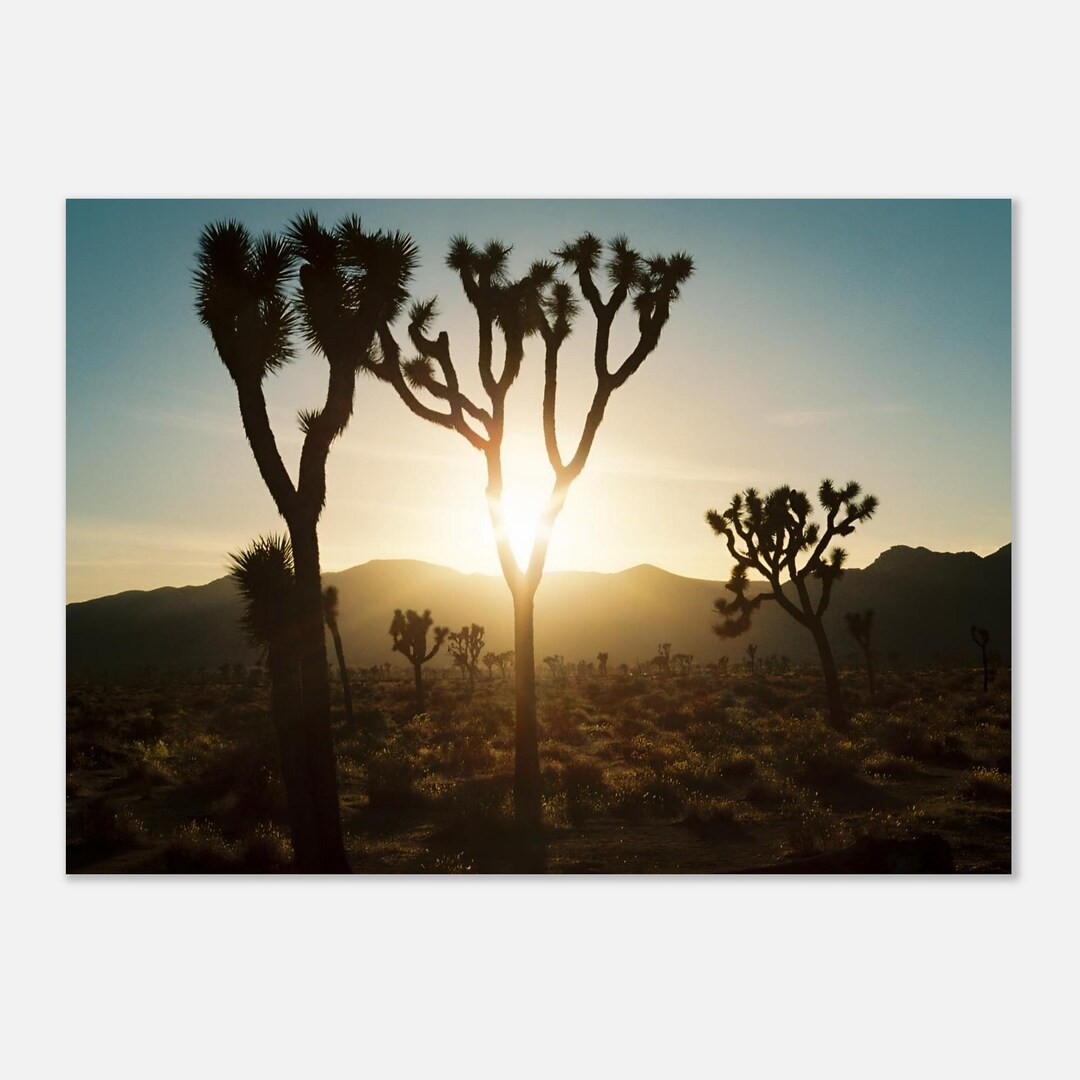 Joshua Trees - Fine Art Print (kodak Gold) - Etsy