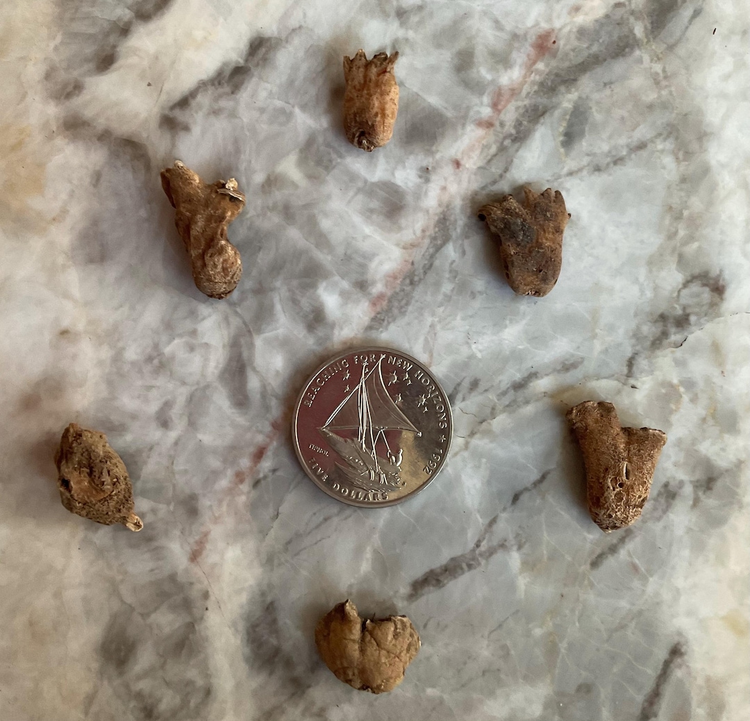 Lucky Hand Roots 1 Lucky Hand Root small, Medium, or Large Powerful ...