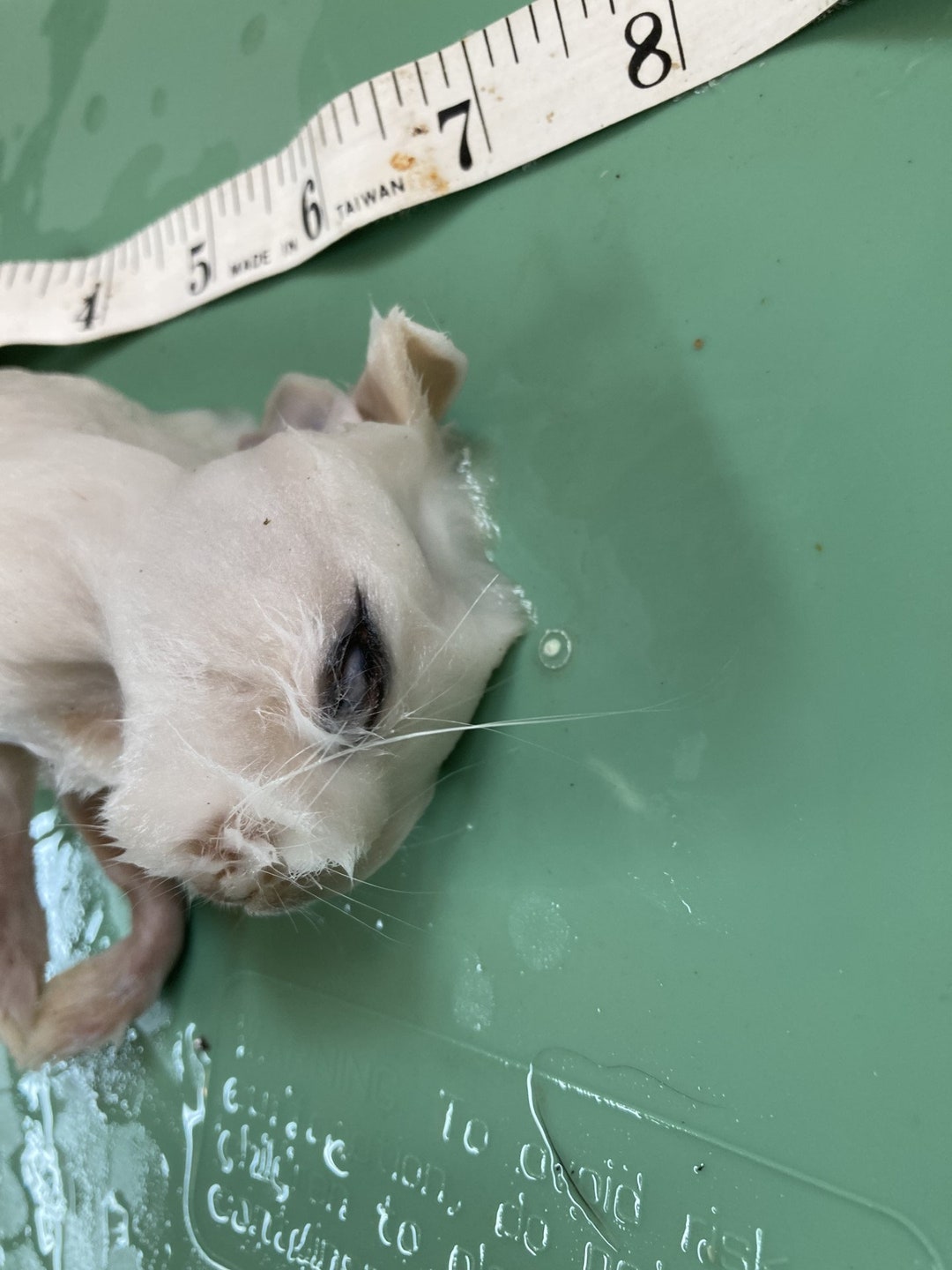 Gothic Rabbit Wet Specimen - Etsy