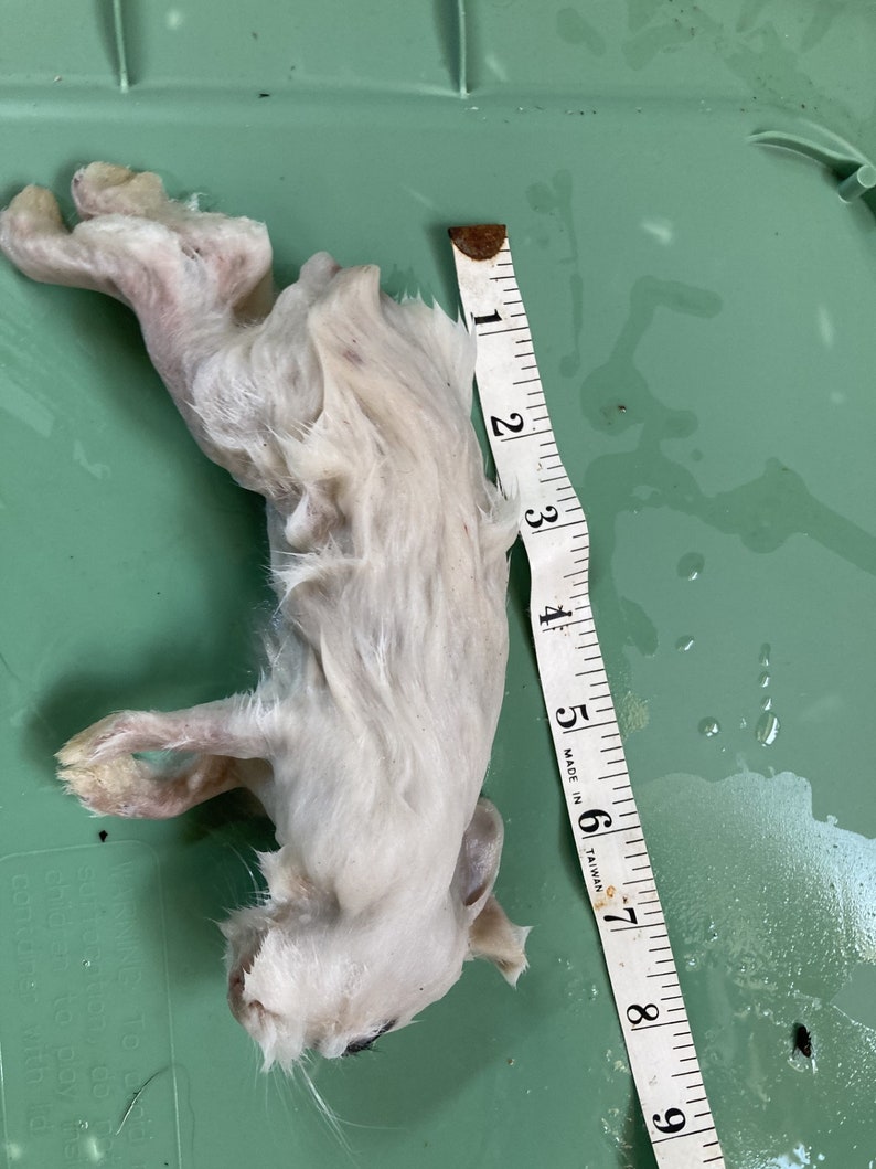 Gothic Rabbit Wet Specimen - Etsy