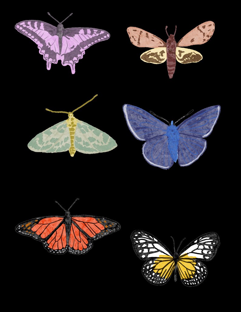 Clip Art Butterflies Butterfly Clip Art Moth Clipart Caterpillar ...